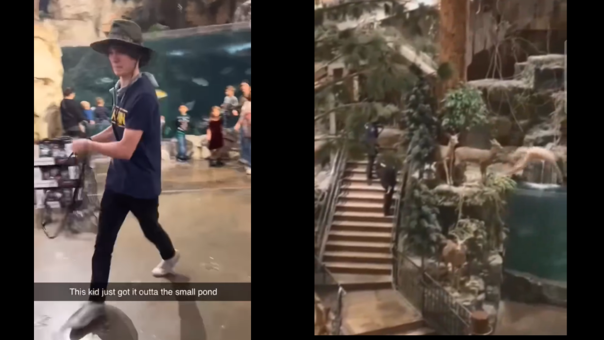 One Guy Steals A Fish and Another Dives Into the Tank at 2 Different ...