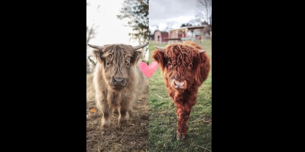 A pair of cows near Hamilton got married in a traditional Scottish ...